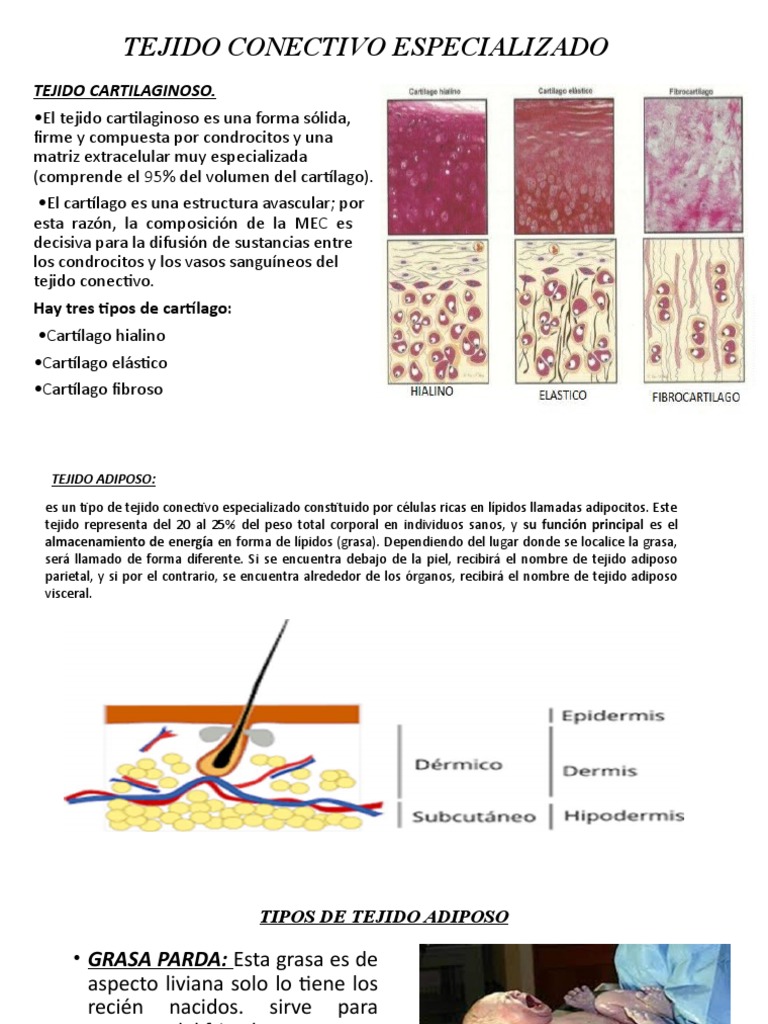 Tejido Conectivo Especializado | PDF