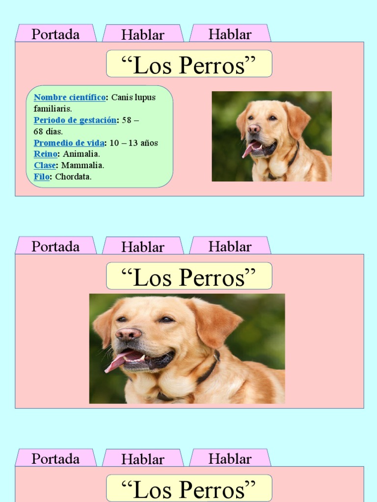Los Perros | PDF