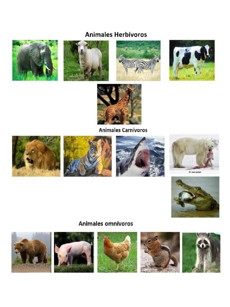 Animales Carnívoros Herbívoros y Omnívoros | PDF