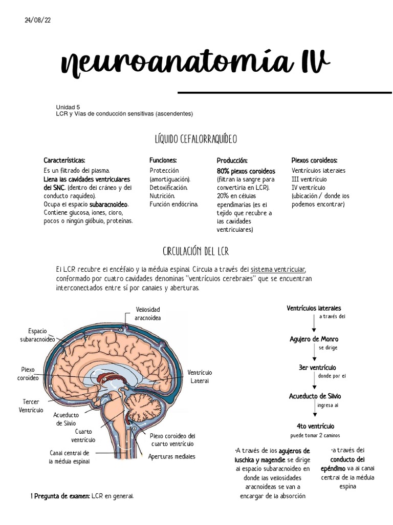 Unidad 5 LCR y Vías de Conducción Sensitivas (Ascendentes) : Vellosidad ...