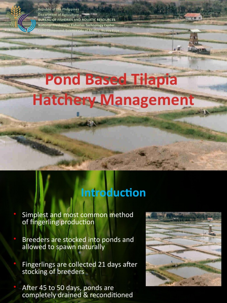 Pond Based Tilapia Hatchery Management | PDF | Soil | Agriculture