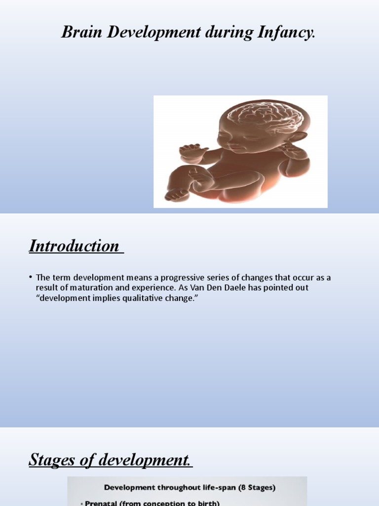 Brain Development During Infancy | PDF | Brain | Cerebrum