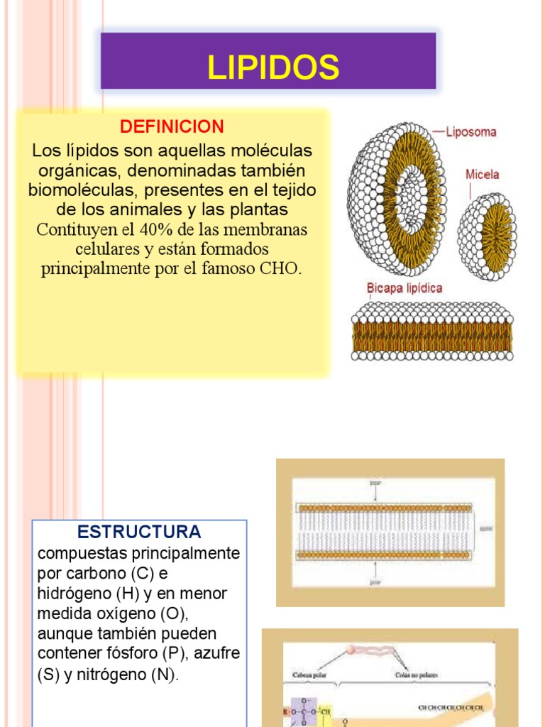 Lipidos, Proteinas, Enzimas 2 | PDF | Lípido | Enzima