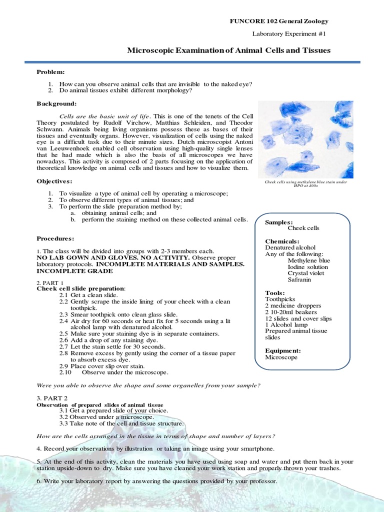 Lab Activity 1 Microscopy and Histologic Examination | PDF | Staining | Microscopy