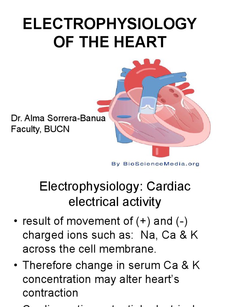 #2electrophysiology of The Heart | PDF