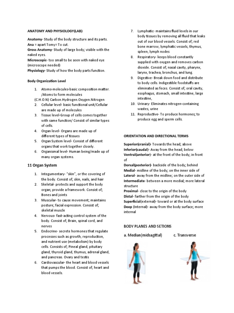 Anaphy (Lab) Reviewer | PDF | Human Body | Anatomical Terms Of Location