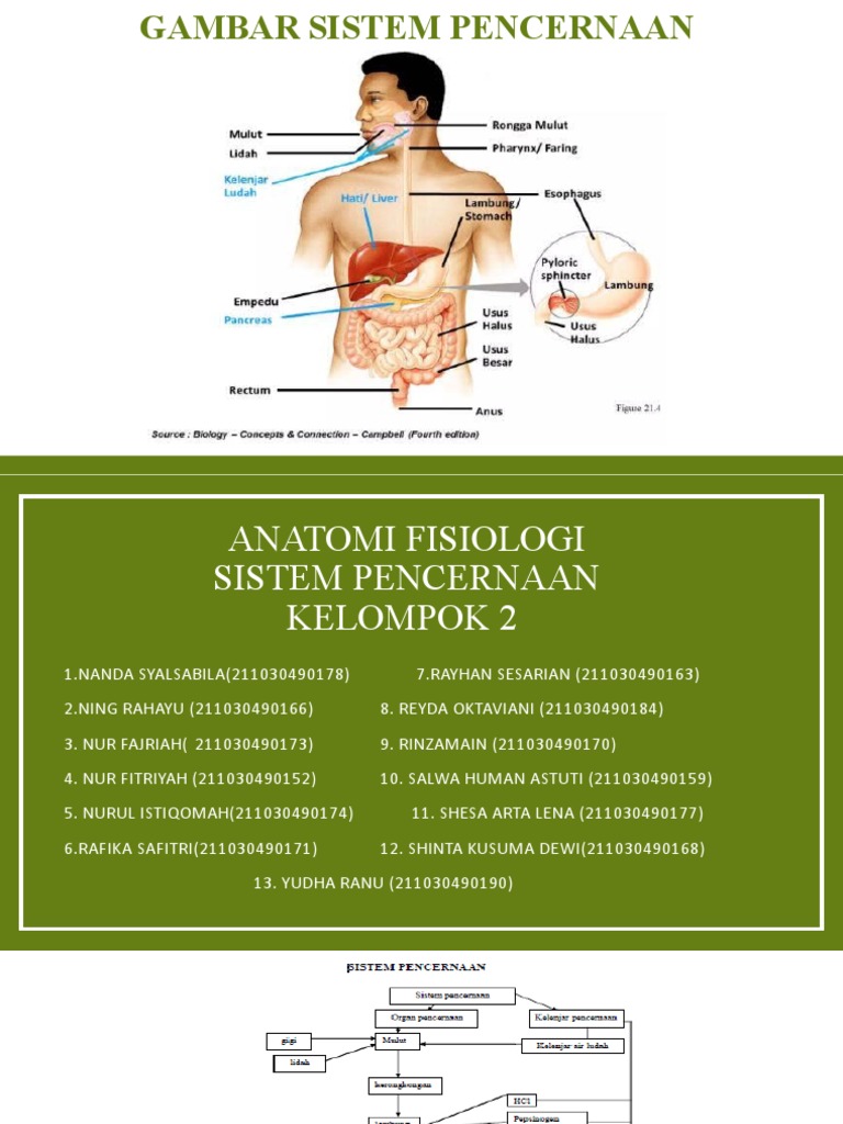 Anatomi Fisiologi Sistem Digestif | PDF