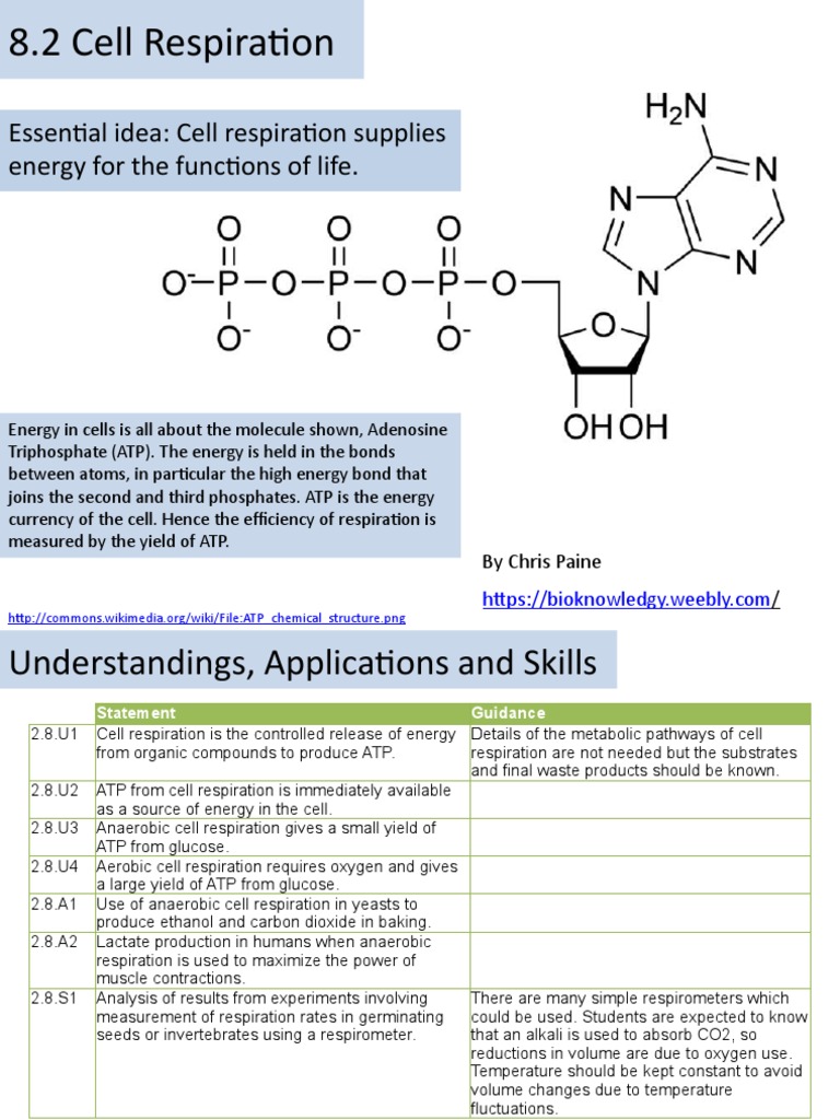 2.8 - Cell Respiration | PDF | Cellular Respiration | Yeast