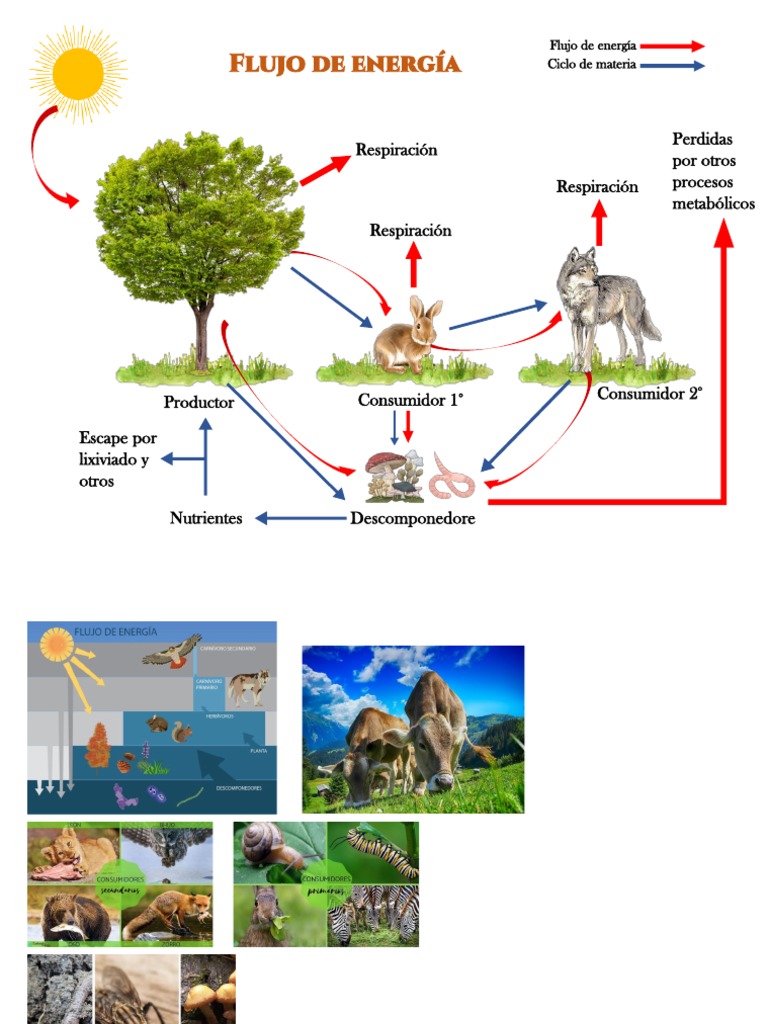 Flujo de Energia | PDF