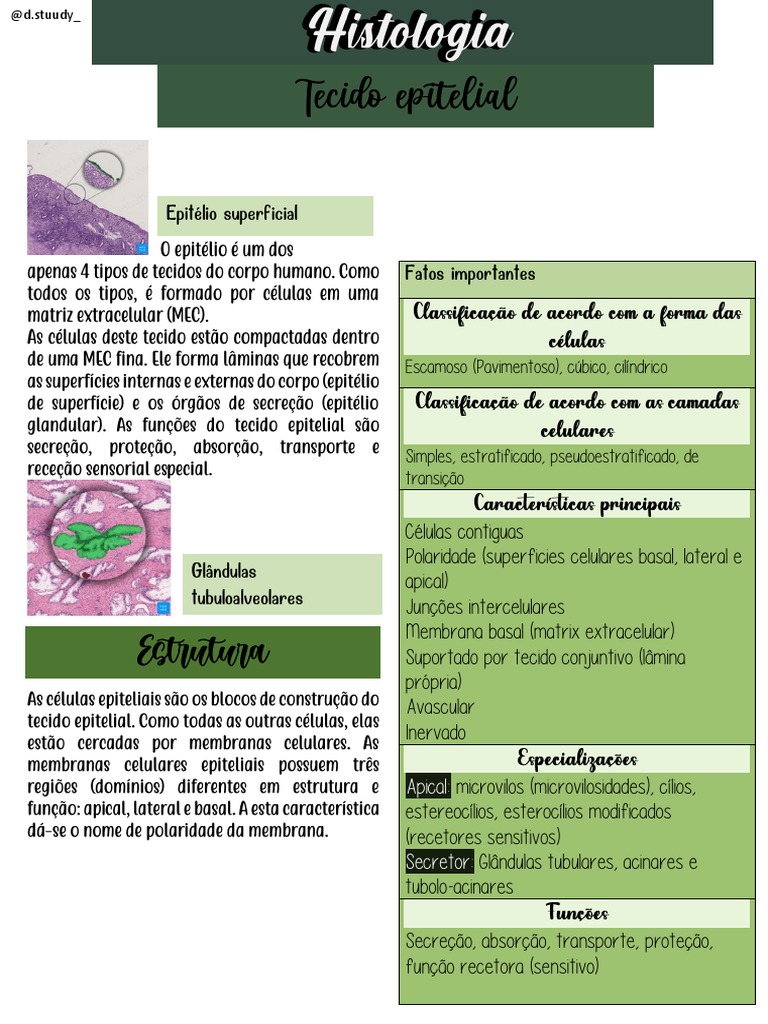 Tecido Epitelial Pdf Epitélio Anatomia