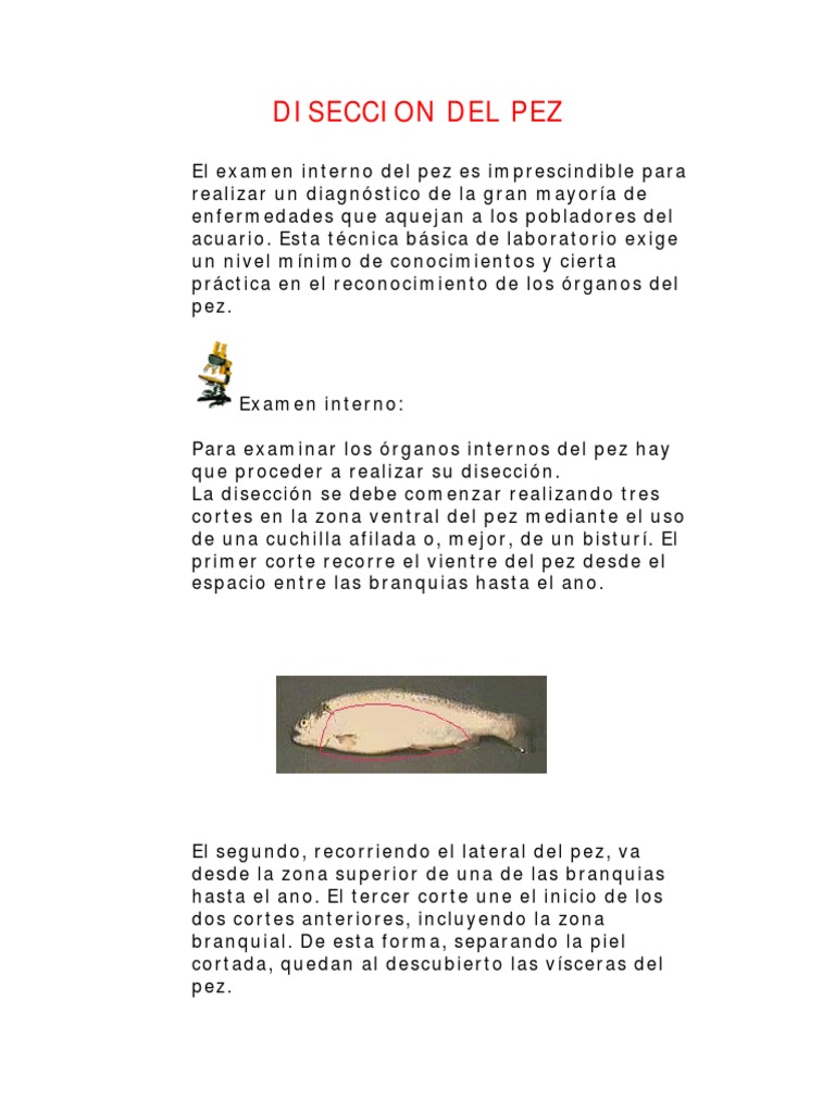 Diseccion Del Pez | PDF | Pescado | Corazón