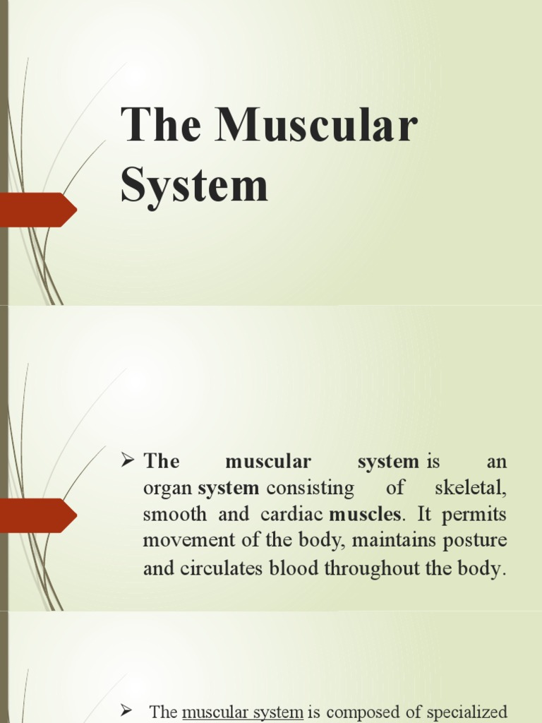 Overview of the Muscular System | PDF | Human Leg | Foot