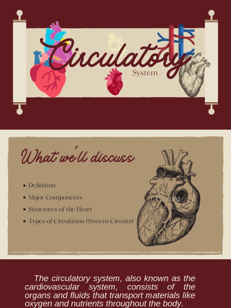 Circulatory System | PDF | Heart | Heart Valve