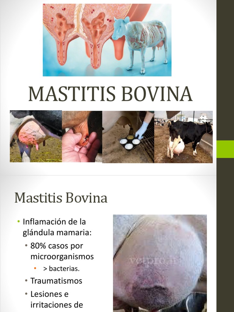 Mastitis Bovina | PDF