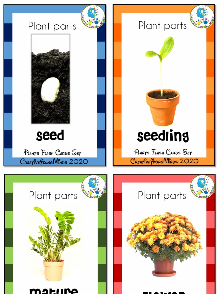 plants flash cards | PDF