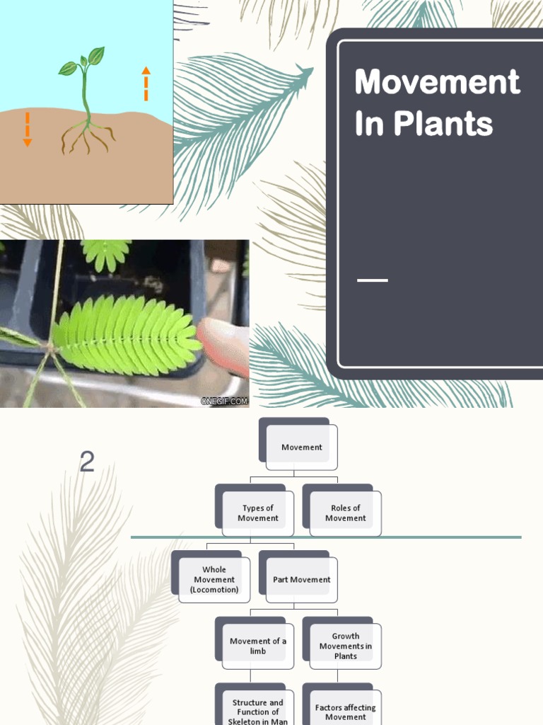 Plant Movement Types and Mechanisms | PDF | Auxin | Plant Physiology