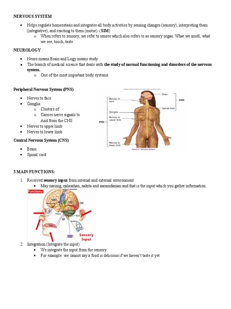 Anatomy and Physiology - The Nervous System | Download Free PDF | Central Nervous System ...