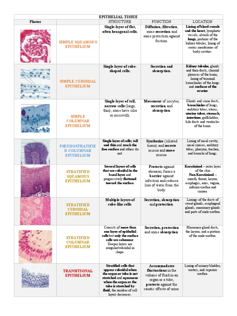 Human Tissues Structure, Function and Lococation | PDF | Epithelium ...
