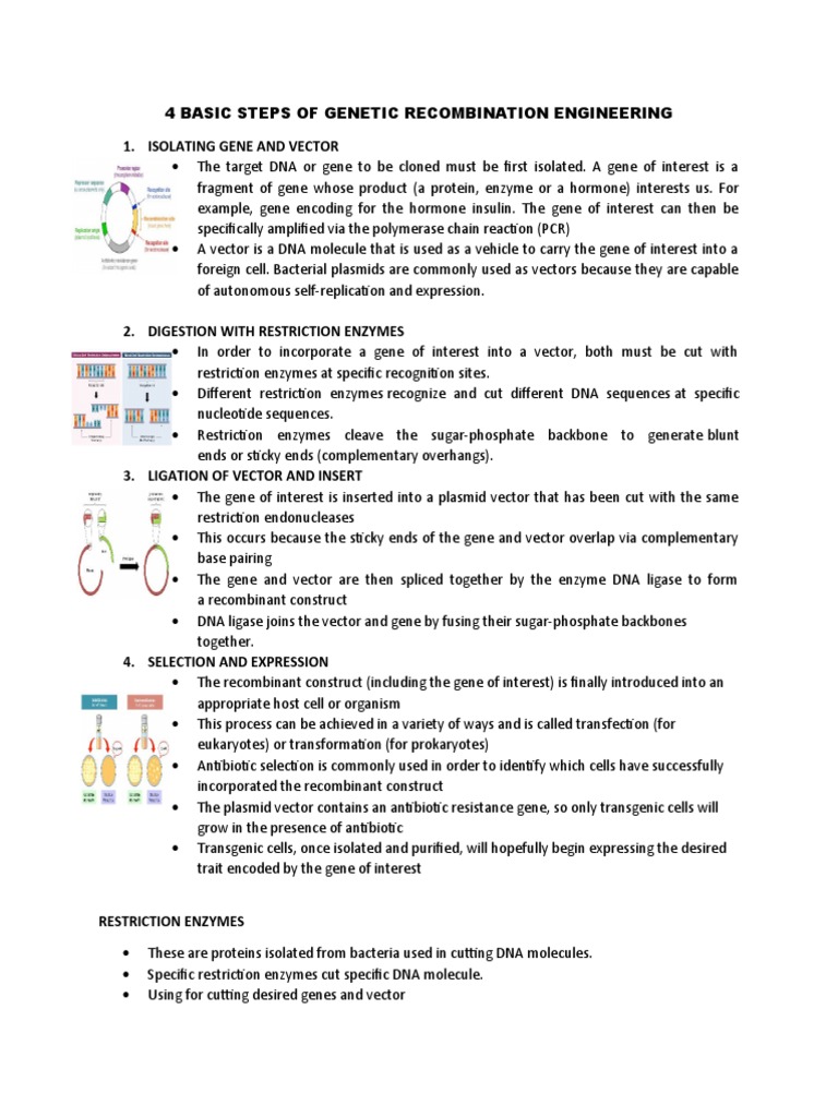 4 Basic Steps of Genetic Recombination Engineering | PDF | Plasmid | Gene