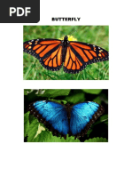 Classroom Butterfly Camouflage Activity | PDF | Camouflage | Mimicry