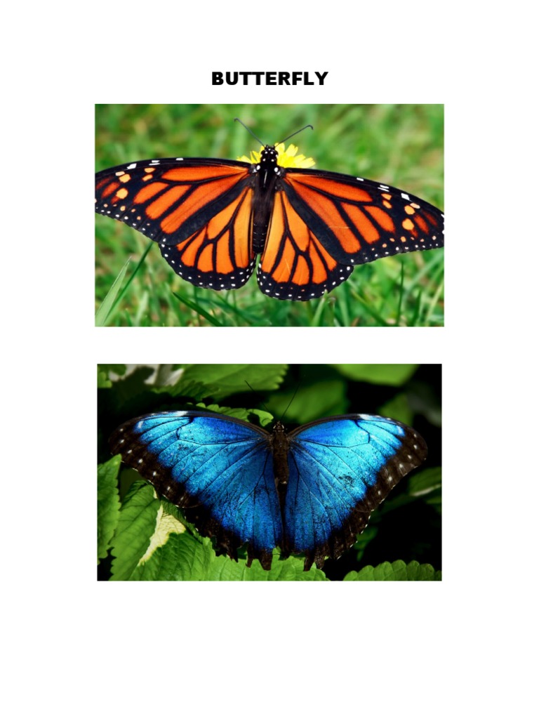 BUTTERFLY | PDF | Butterfly | Pupa