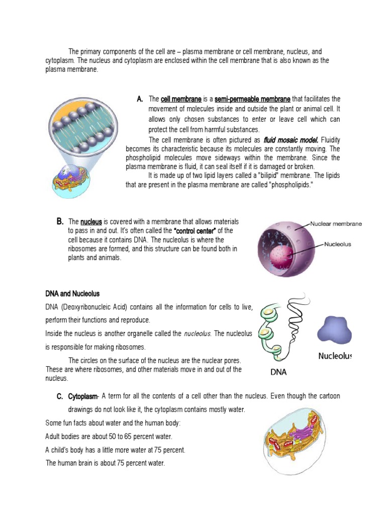 Cell Organelles | PDF | Endoplasmic Reticulum | Cell (Biology)