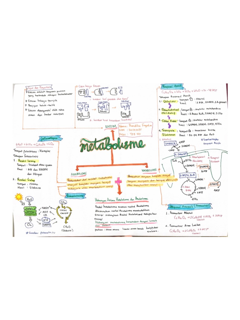 Mindmap Metabolisme | PDF