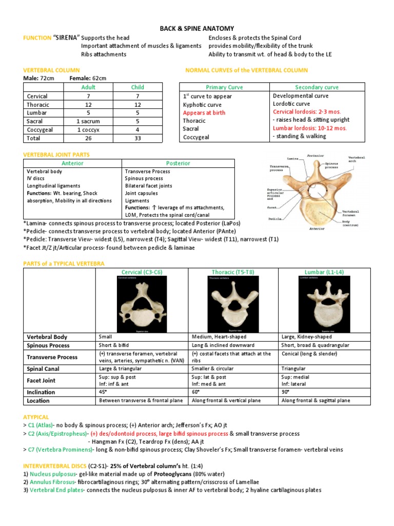 Back Spine Anatomy | PDF | Vertebra | Vertebral Column