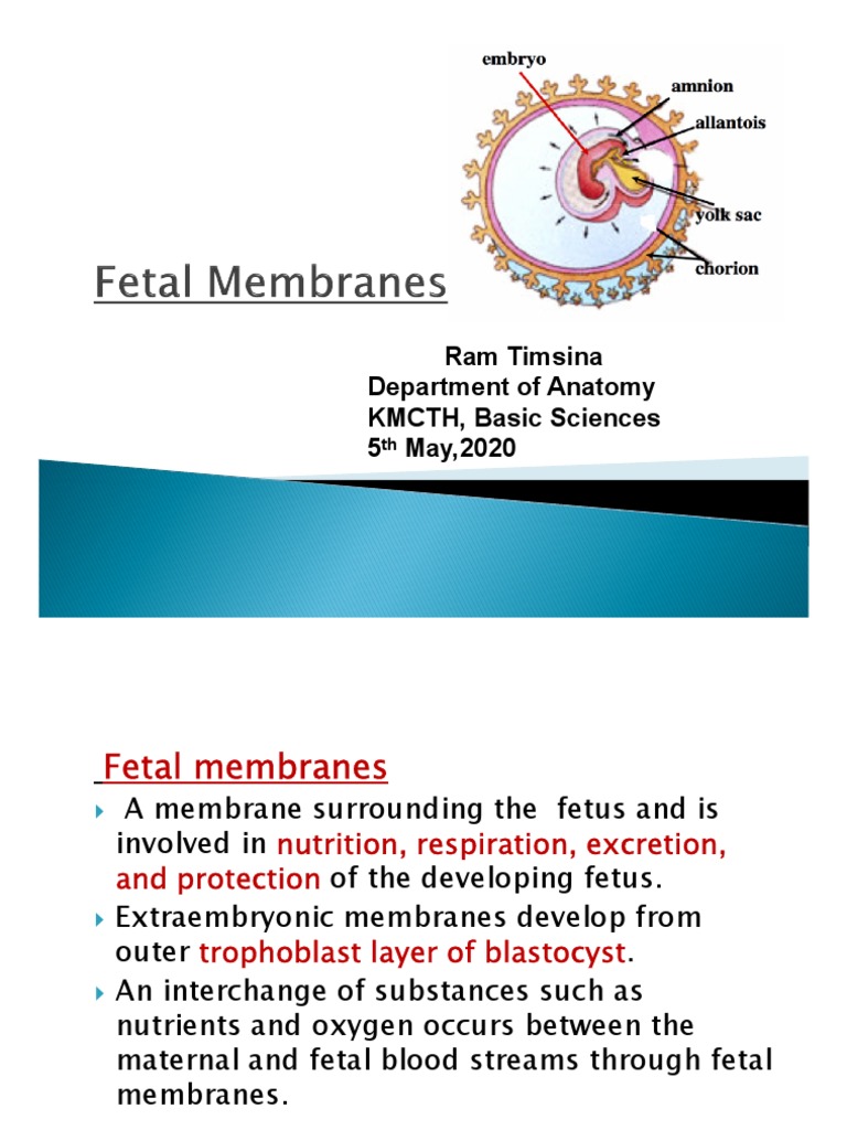 Fetal Membranes IMBBS | PDF | Morphology (Biology) | Medical Specialties