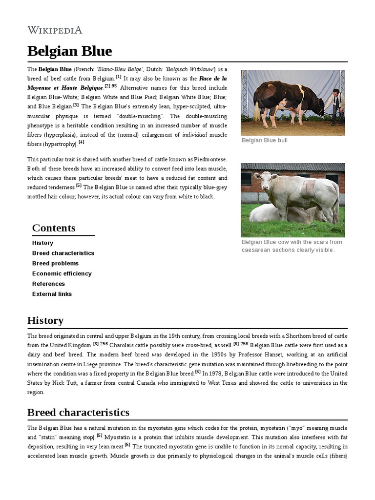 Belgian Blue | PDF | Bovines | Cattle