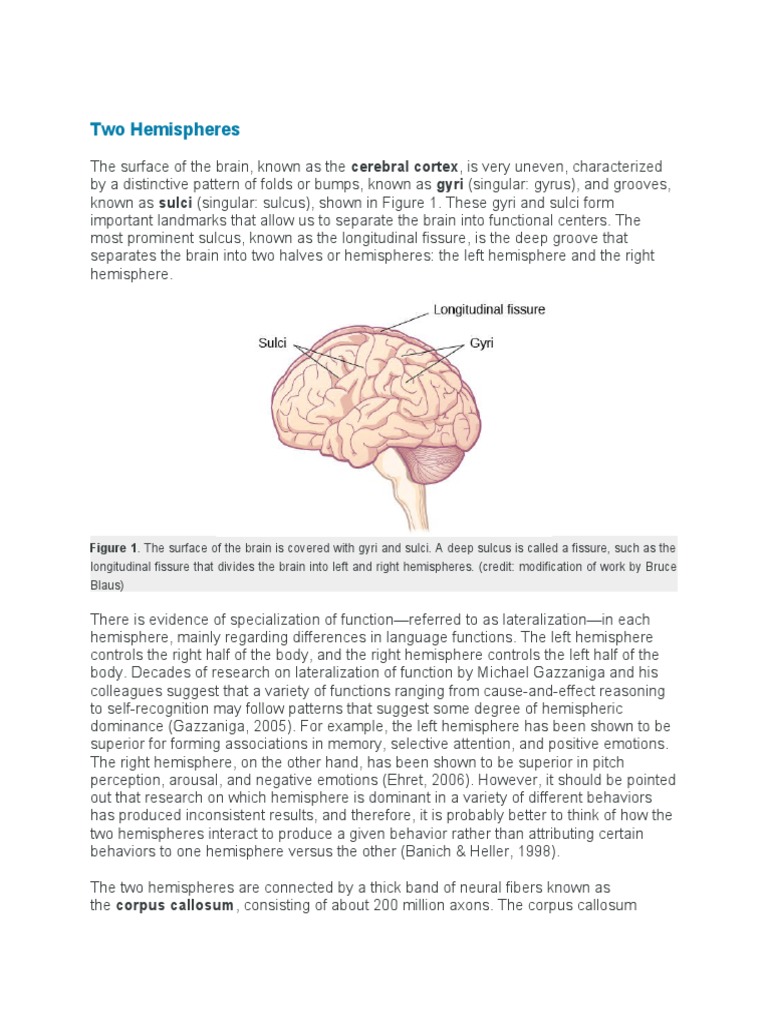 Two Hemispheres of The Brain | PDF | Cerebral Hemisphere | Brain