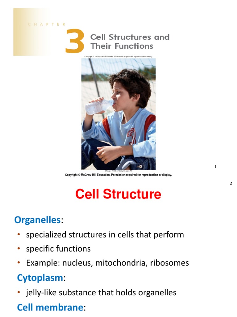1 Chapter 3 Lecture 1 | PDF | Osmosis | Endoplasmic Reticulum
