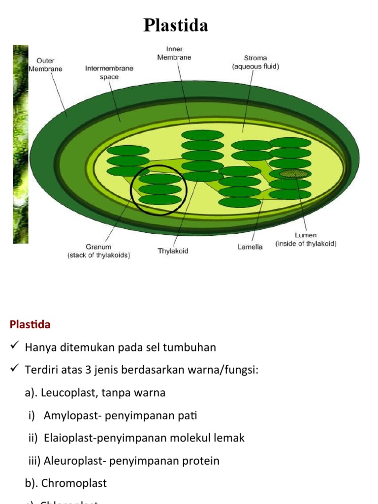 Biosel Pert - 6 - Plastida | PDF