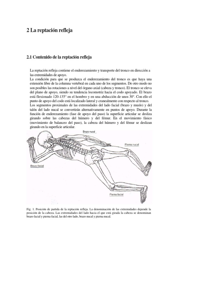 La Reptación Refleja | PDF | La columna vertebral | Hombro