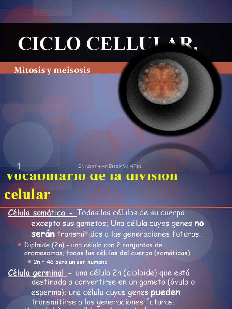 Juan Kelvin #2 - Ciclo Celular | PDF | Mitosis | Genética