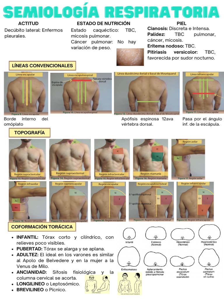 Semio Respiratorio | PDF | Tórax | Medicina CLINICA