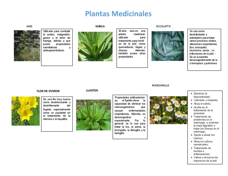 Infografia de Plantas Medicinales | PDF | Tos | Epidemiología