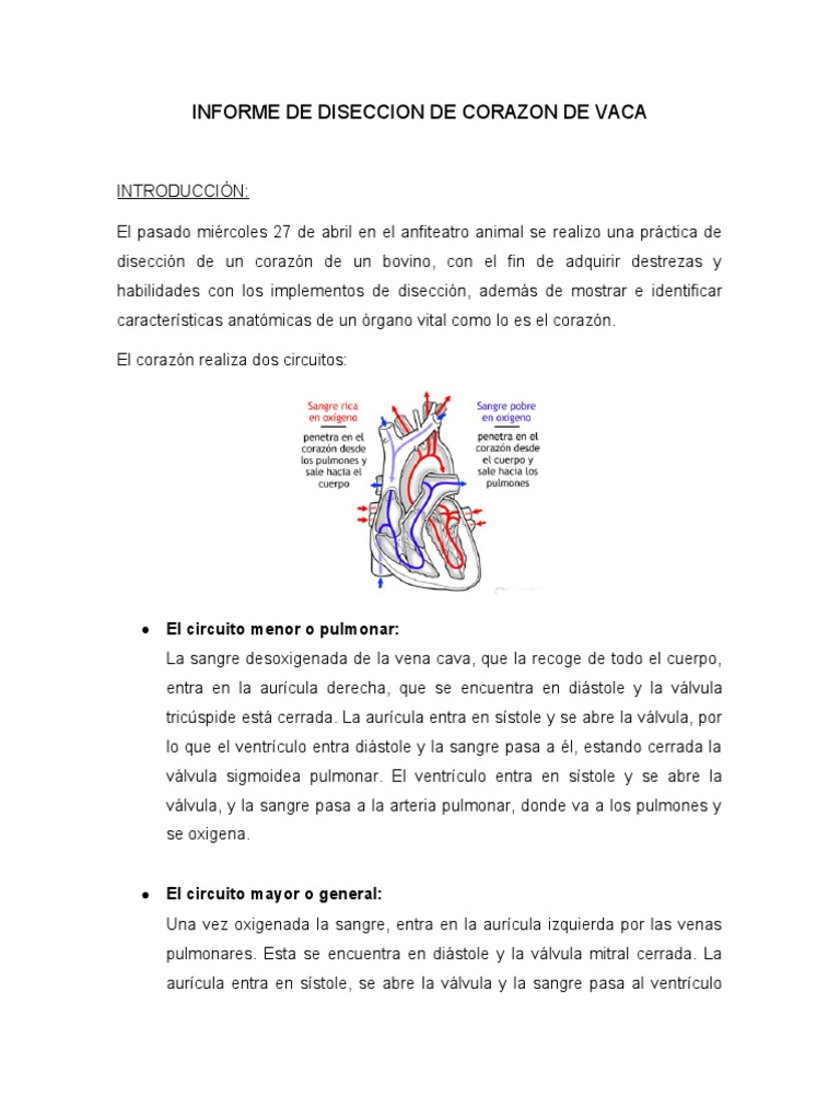 Informe de Diseccion de Corazon de Vaca | PDF | Ventrículo (corazón ...