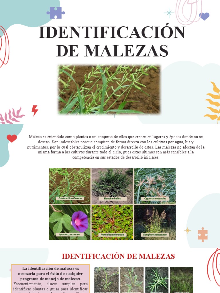 Malezas Identificar | PDF | Hoja | Hierba