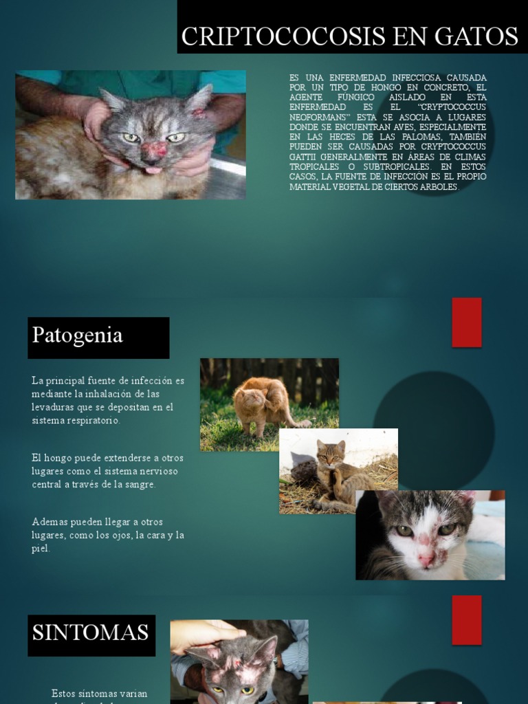 Criptococosis en Gatos | PDF | Inmunología | Ciencias de la Salud