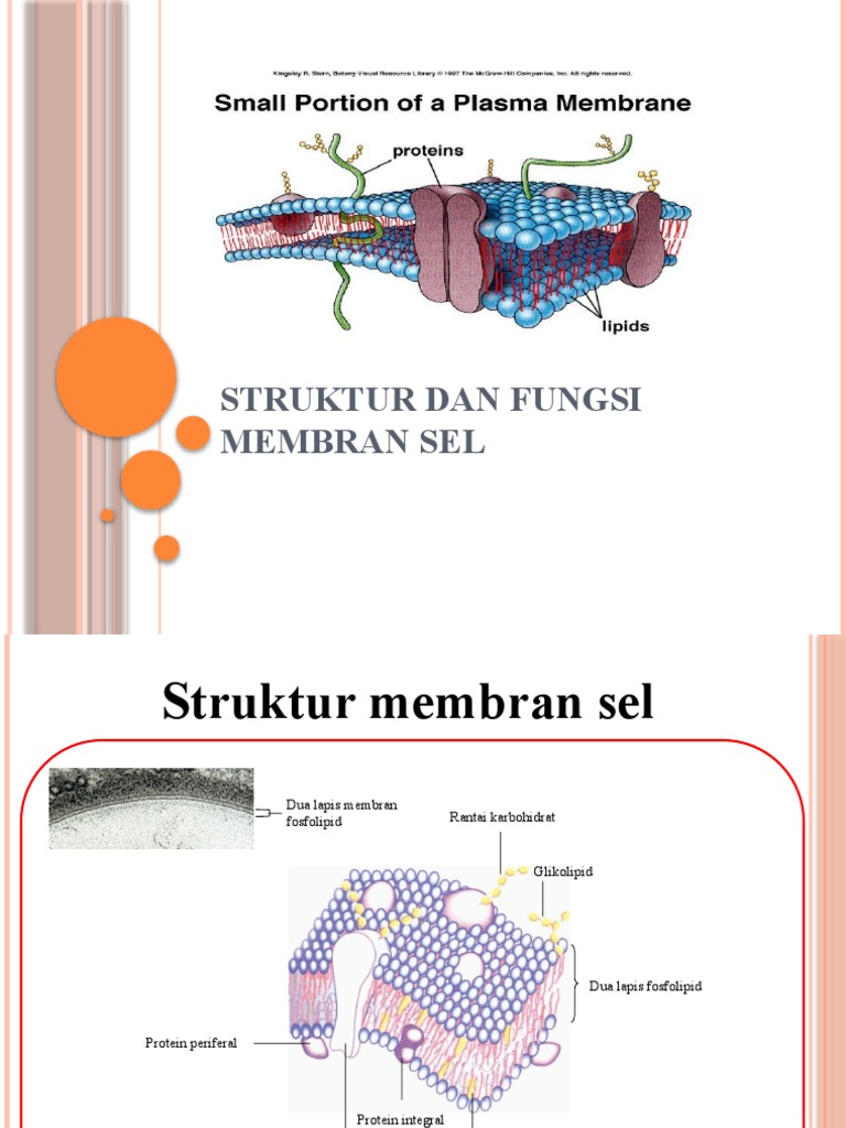 Struktur Dan Fungsi Membran Sel | PDF