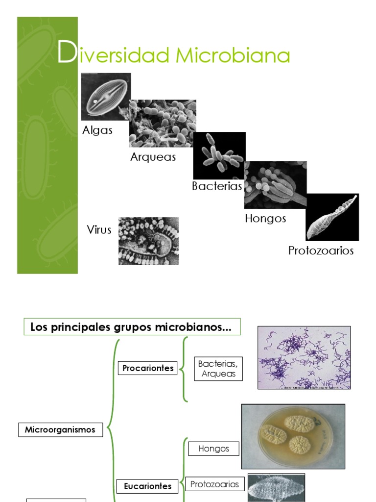 Diverisidad Microbiana | PDF | Archaea | Eucariotas