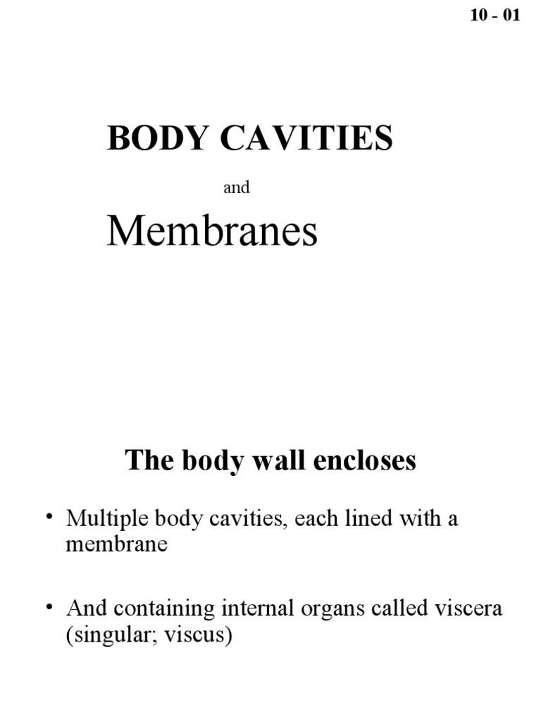 Body Cavities and Membranes | PDF | Peritoneum | Abdomen