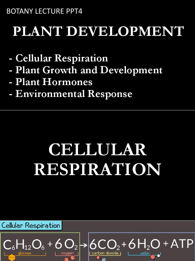 Plant Development | PDF