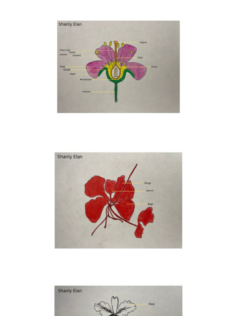 Elan Flowersdrawing | PDF