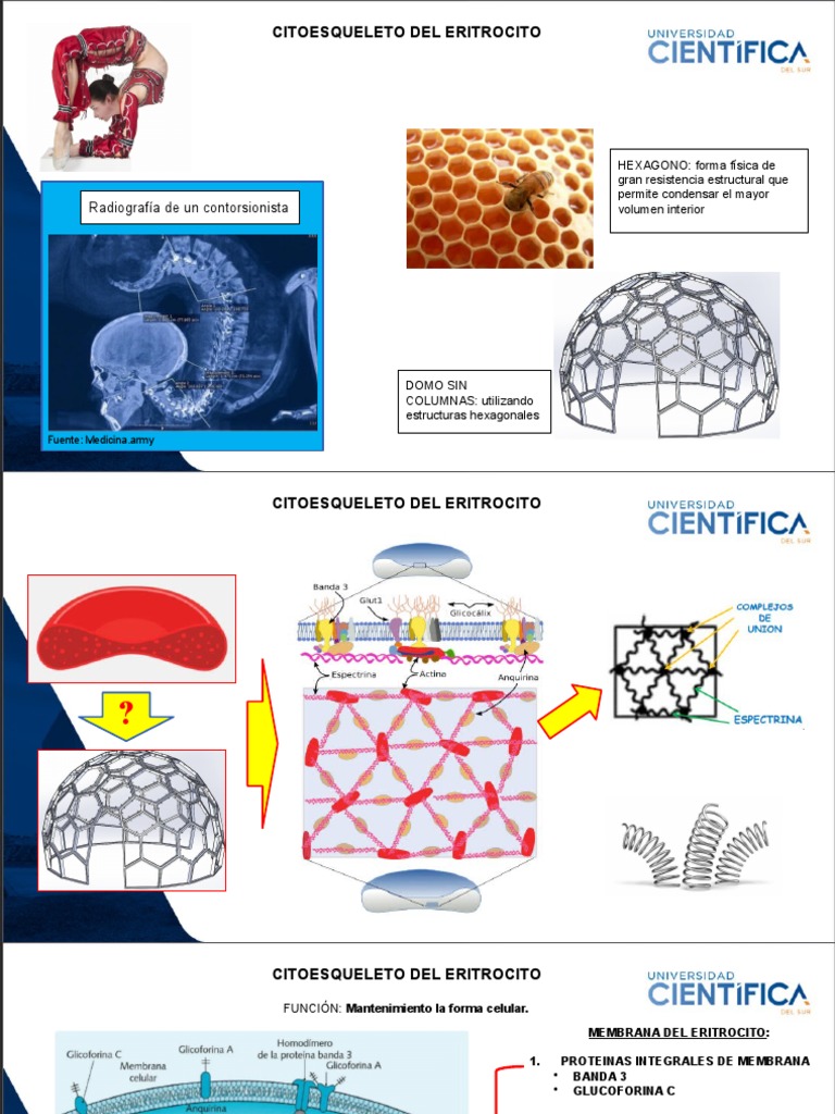 Citoesqueleto del Eritrocito: Función y Estructura | PDF | Ciencia y ...