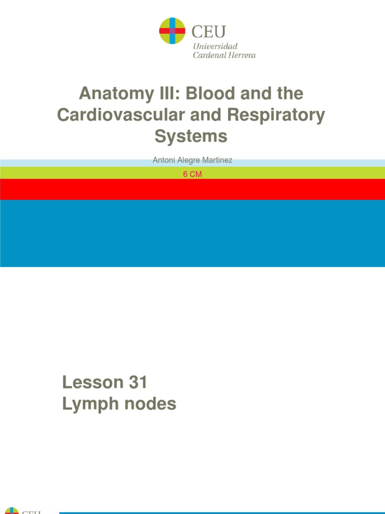 Lesson 31. Lymph Nodes | PDF | Lymph Node | Lymphatic System