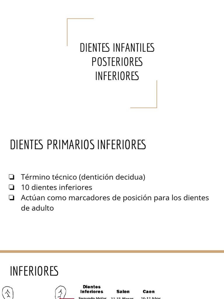 Dientes Infantiles Posteriores Inferiores | PDF | Odontología | Ramas ...