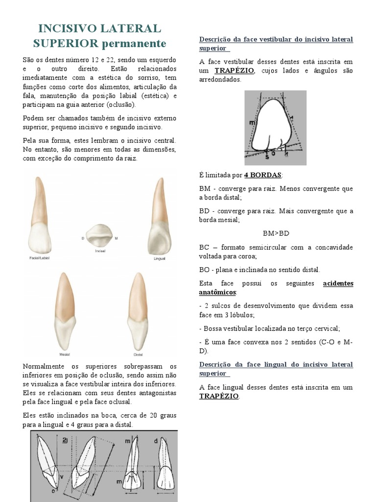 Anatomia do Incisivo Lateral Superior | PDF | Artes Linguísticas e ...