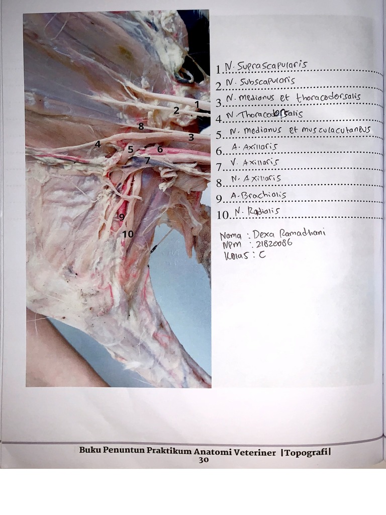 LAPRAK 5 - C - Dexa Ramadhani - 21820086 | PDF